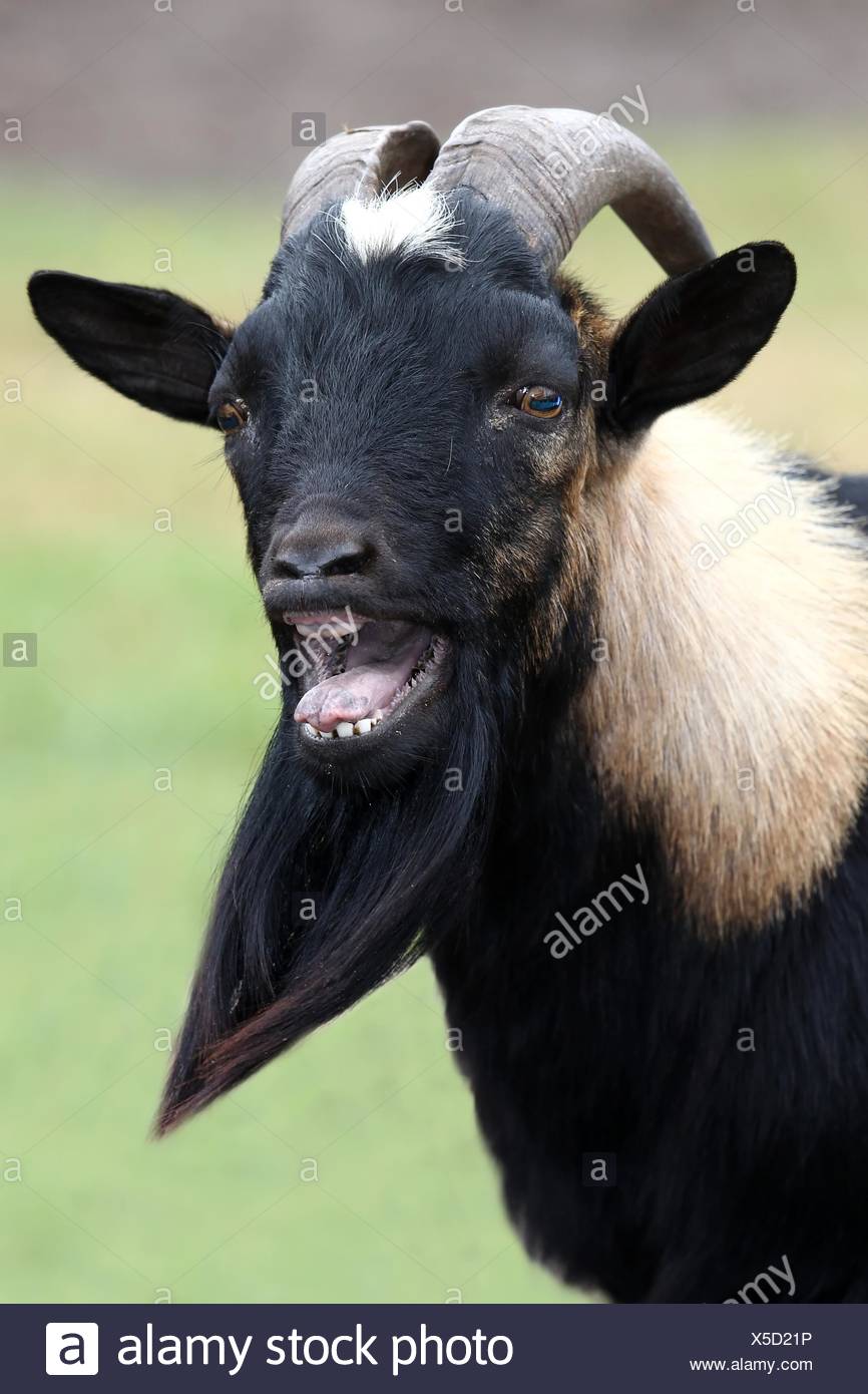 Goat Teeth High Resolution Stock Photography and Images - Alamy
