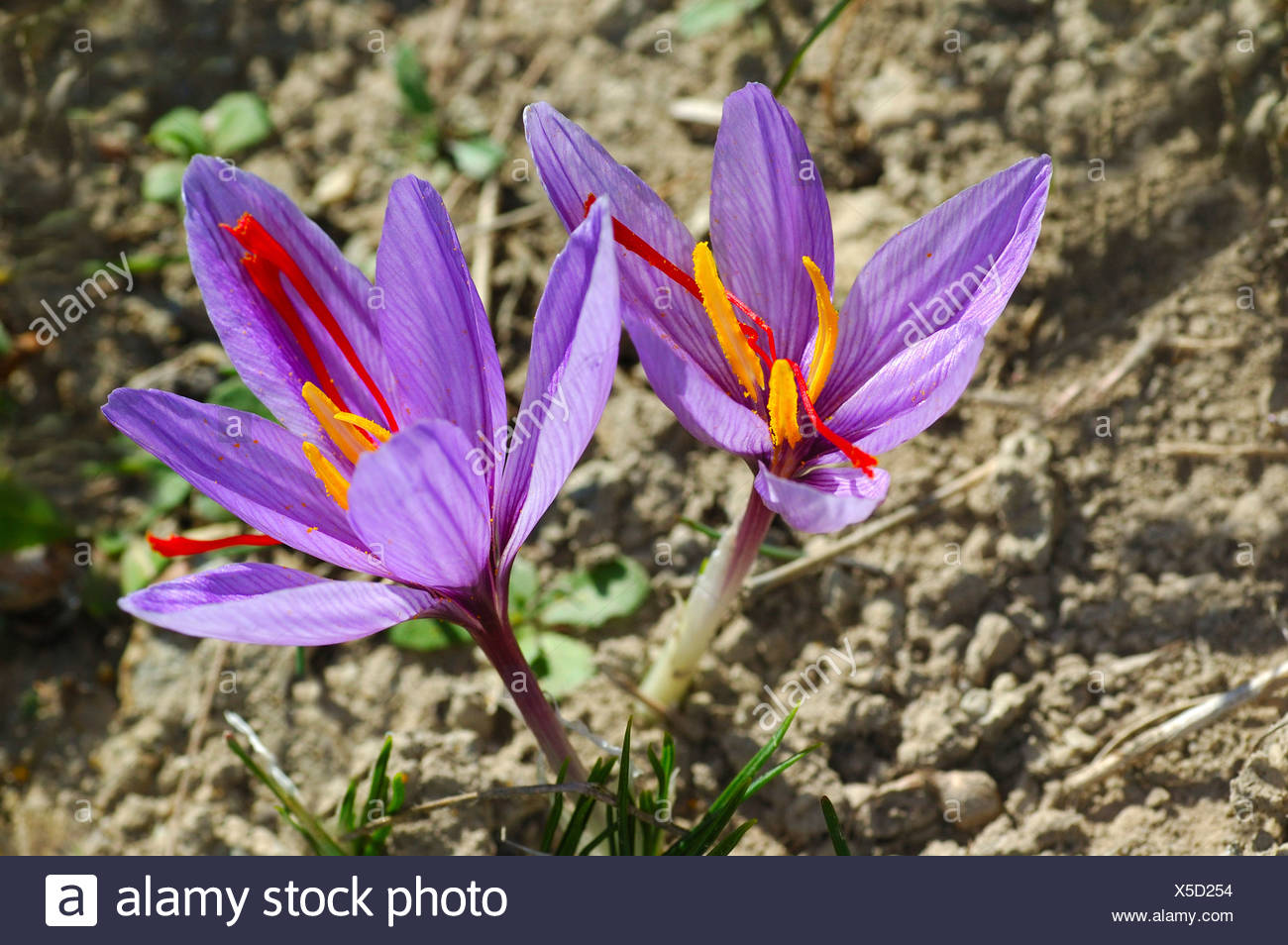 Saffron Crocus Stock Photos & Saffron Crocus Stock Images - Alamy