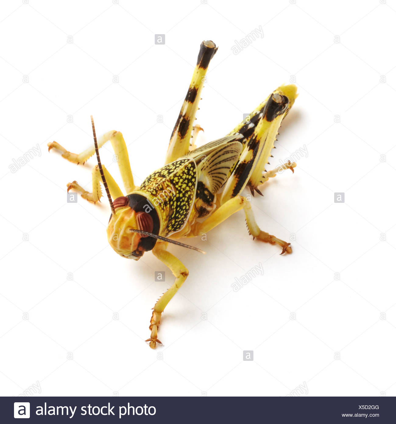 Yellow Locust Stock Photos & Yellow Locust Stock Images - Alamy