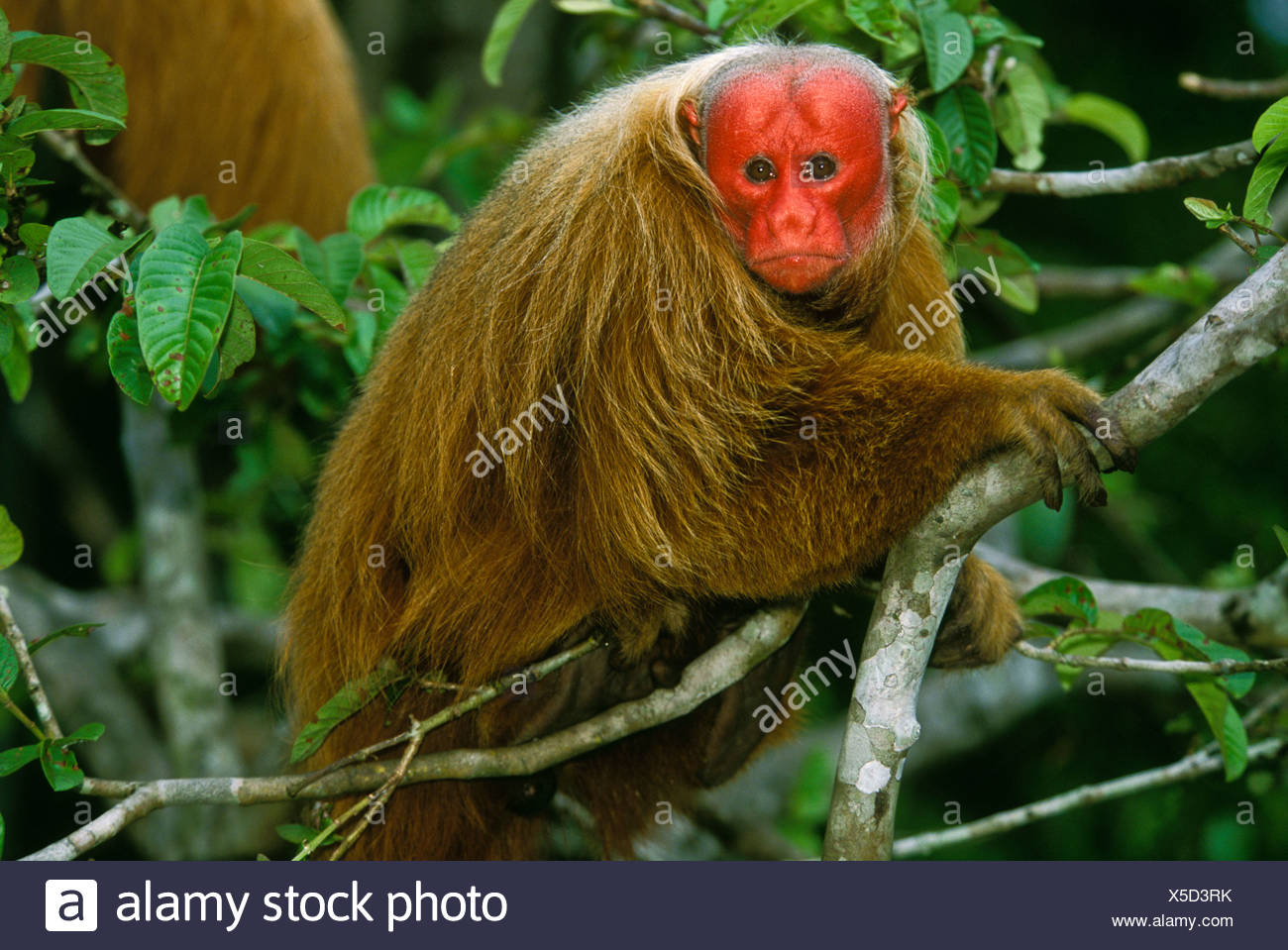 Uakari Monkey Amazon High Resolution Stock Photography and Images - Alamy