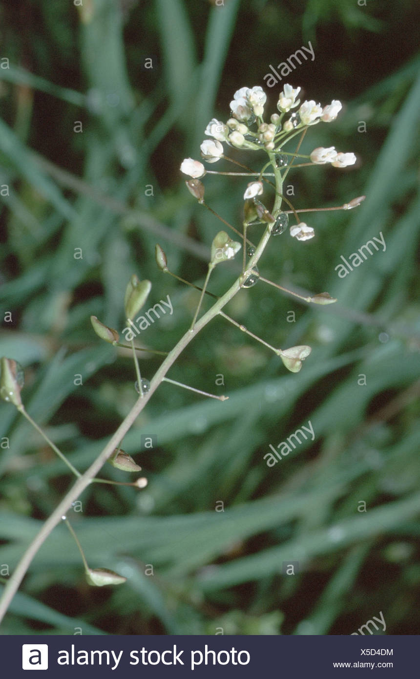 Fruits Silicula High Resolution Stock Photography and Images - Alamy