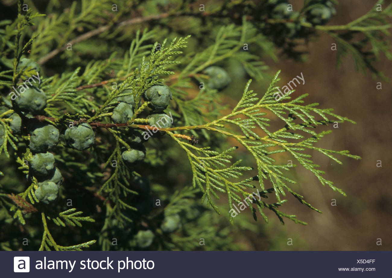 Weeping Cypress Stock Photos & Weeping Cypress Stock Images - Alamy