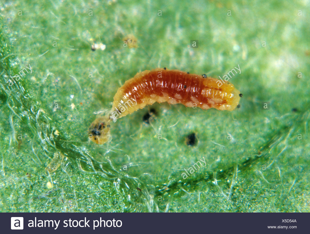 Midge Larva Stock Photos & Midge Larva Stock Images - Alamy