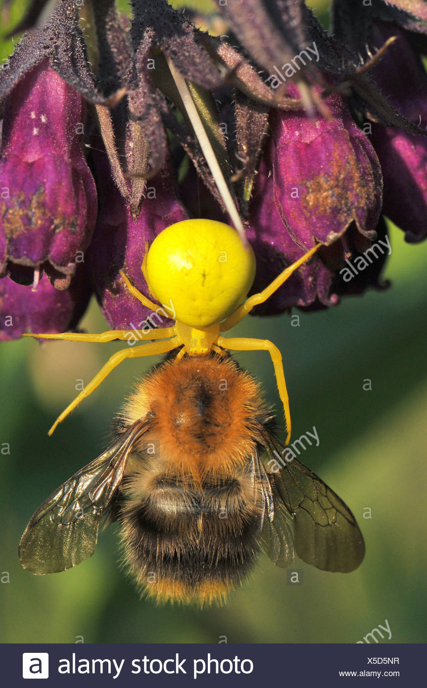 Poison Spiders High Resolution Stock Photography and Images - Alamy