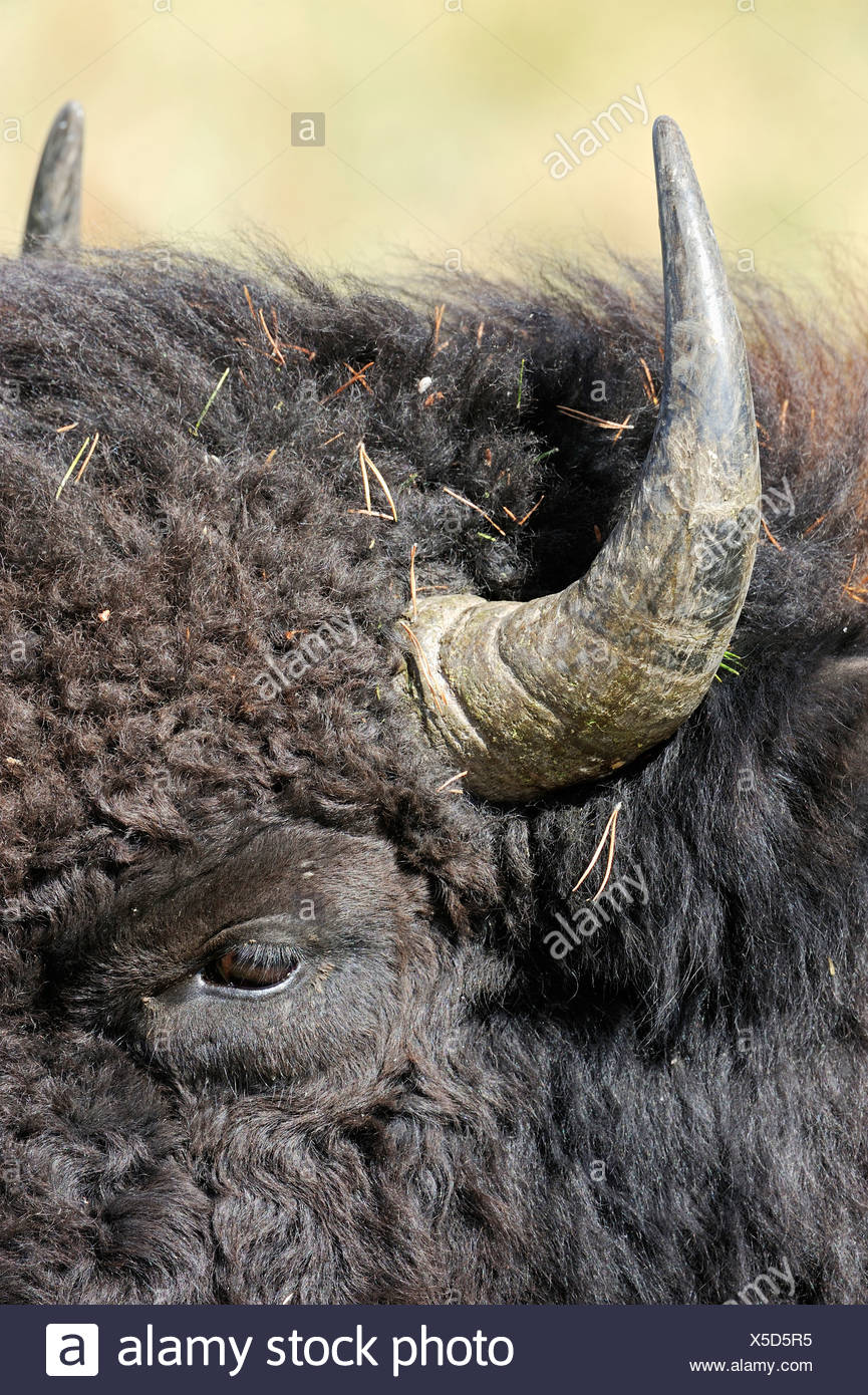 Bison Horn High Resolution Stock Photography and Images - Alamy