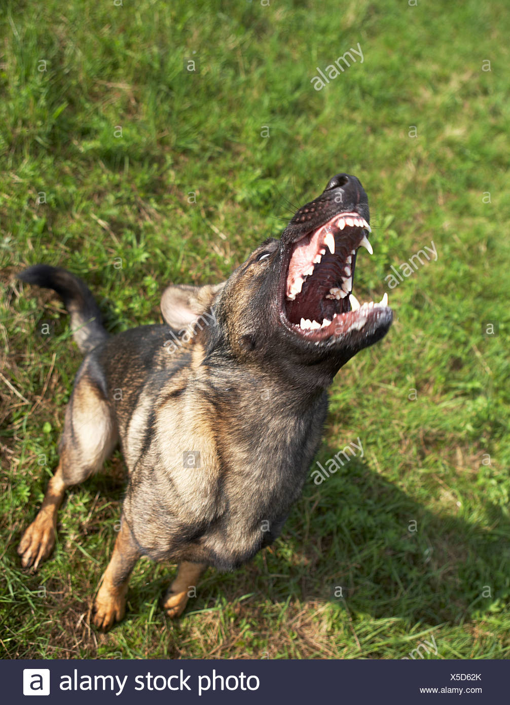 Barking German Shepherd Stock Photos & Barking German Shepherd Stock ...
