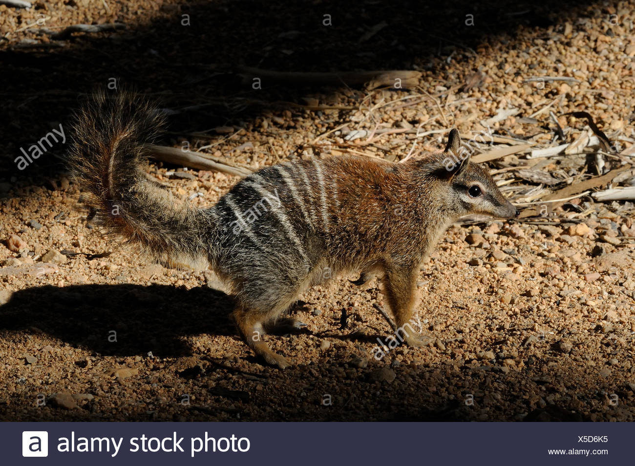 Numbat Myrmecobius Fasciatus High Resolution Stock Photography and ...