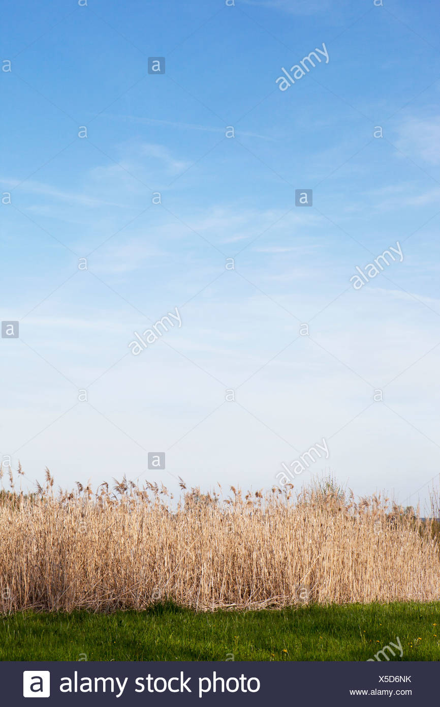 Field Of Reed High Resolution Stock Photography and Images - Alamy