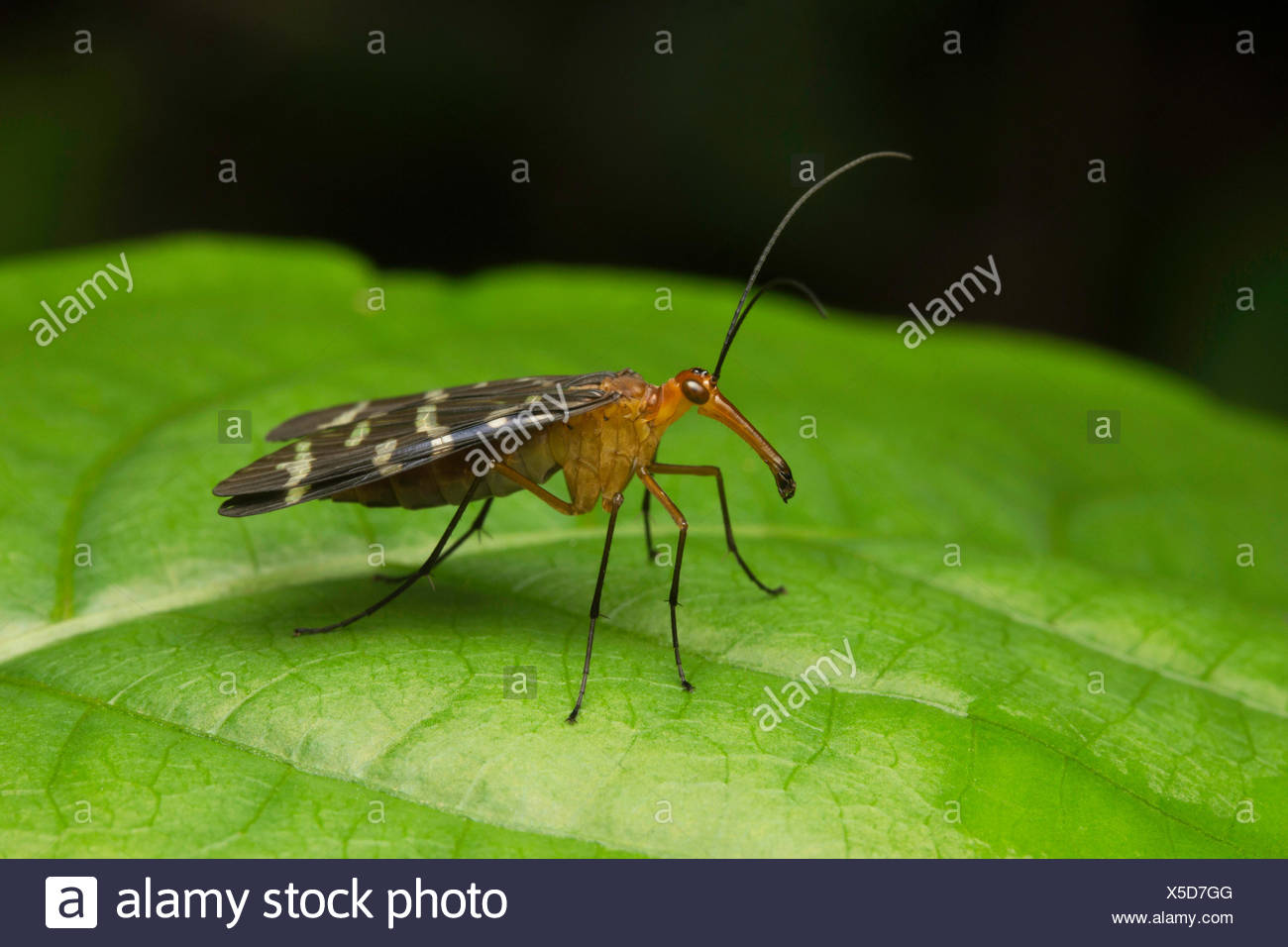 Scorpion Flies High Resolution Stock Photography and Images - Alamy