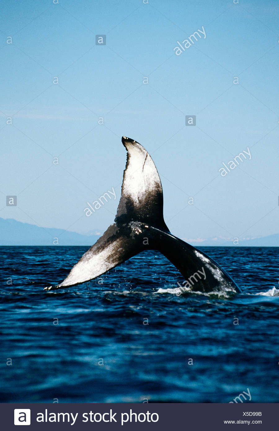 Humpback Whale Barnacle High Resolution Stock Photography and Images ...