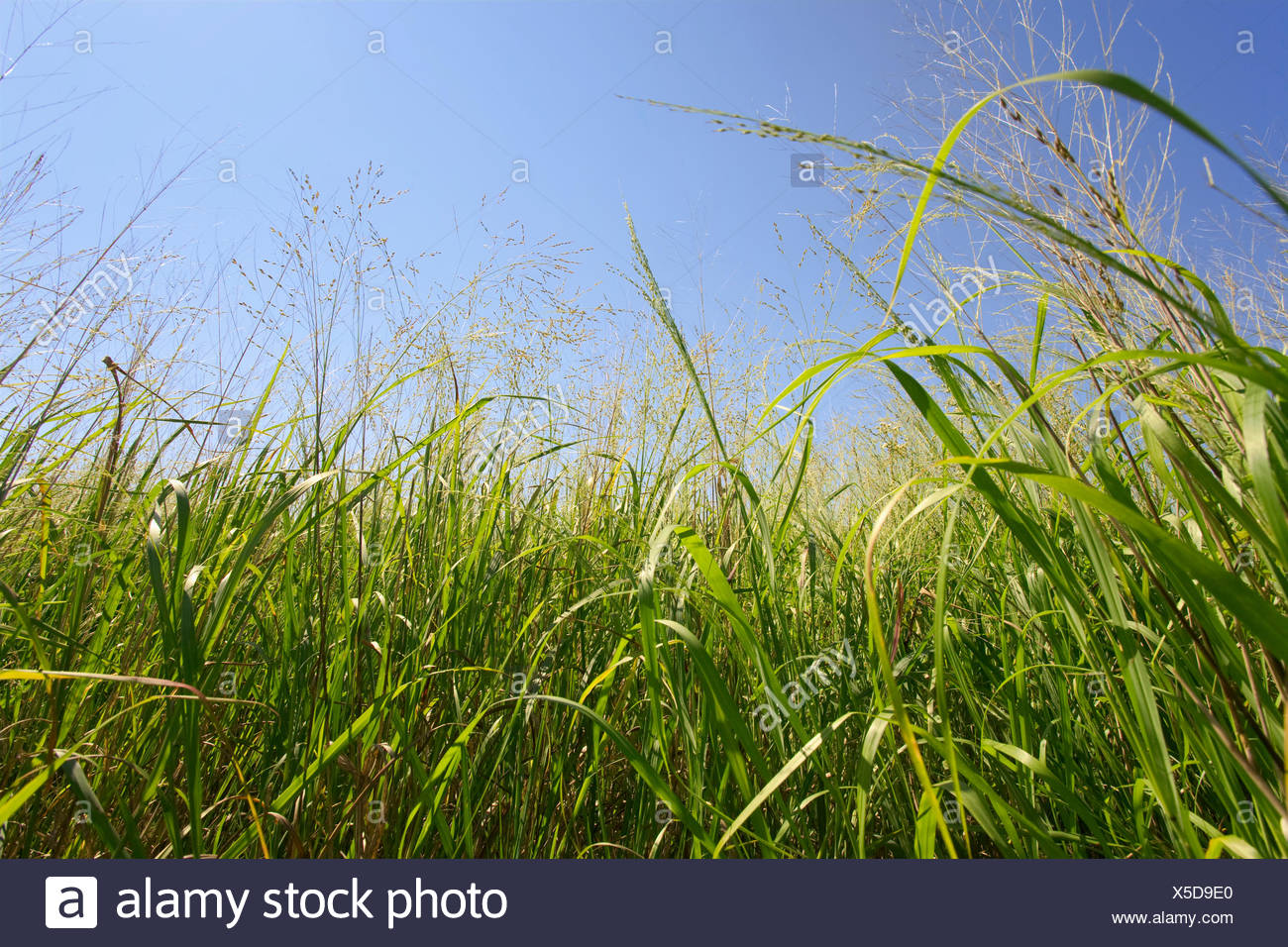 Switchgrass High Resolution Stock Photography and Images - Alamy
