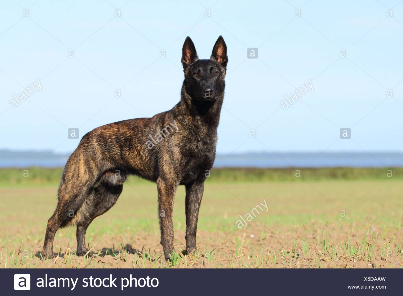 Hollandse Herder Nature High Resolution Stock Photography and Images ...