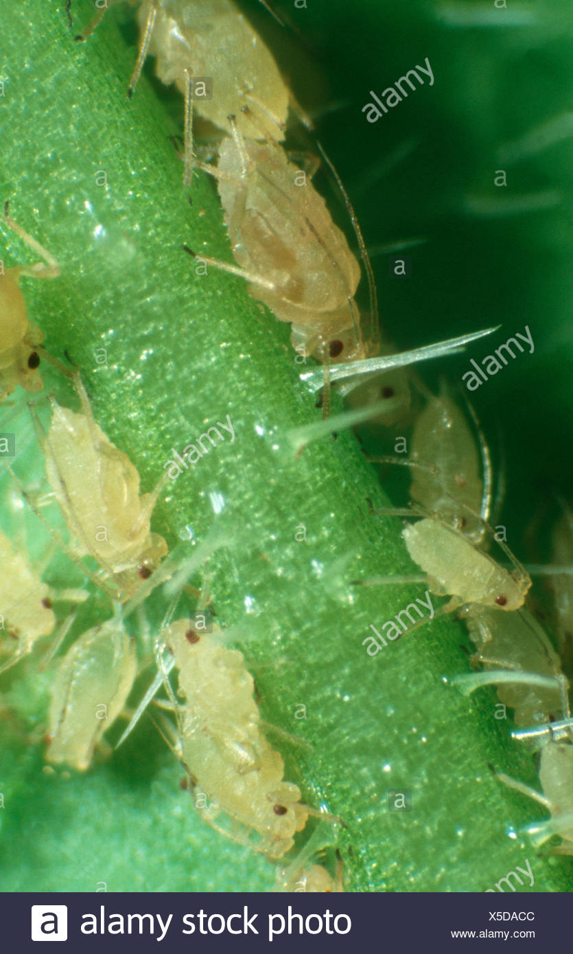 Myzus Persicae Stock Photos & Myzus Persicae Stock Images - Alamy