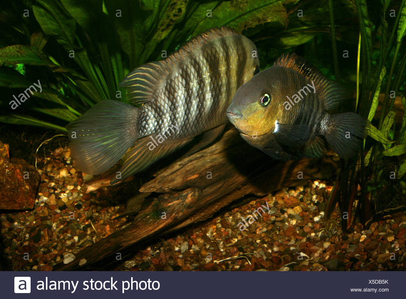 Cryptoheros High Resolution Stock Photography and Images - Alamy