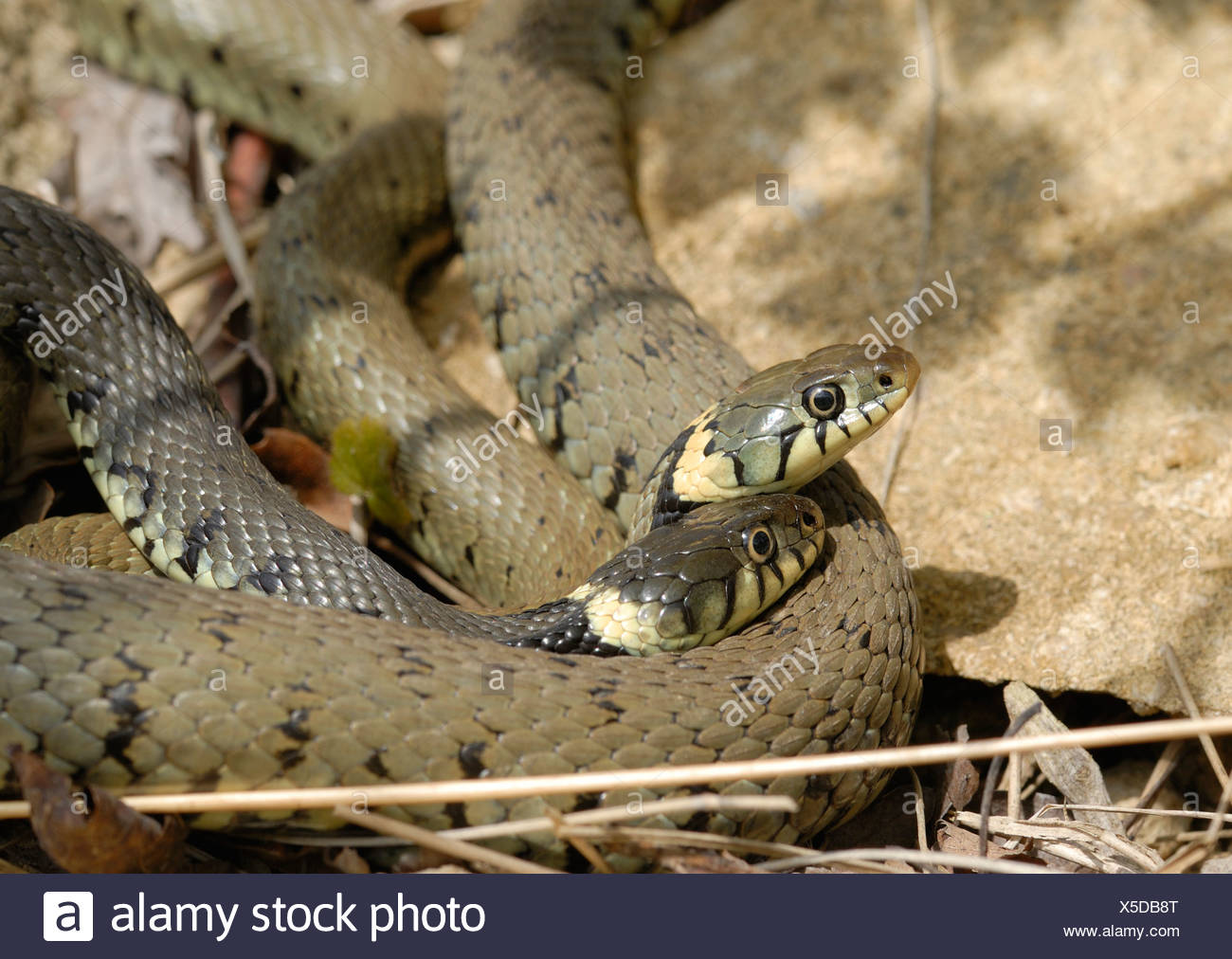 Get To Know Each Other High Resolution Stock Photography and Images - Alamy