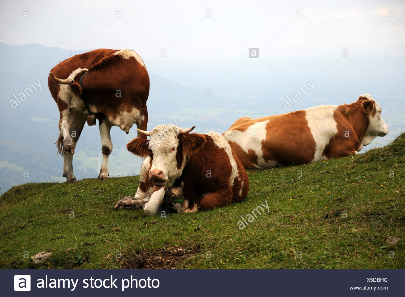 Oxes Stock Photos & Oxes Stock Images - Alamy