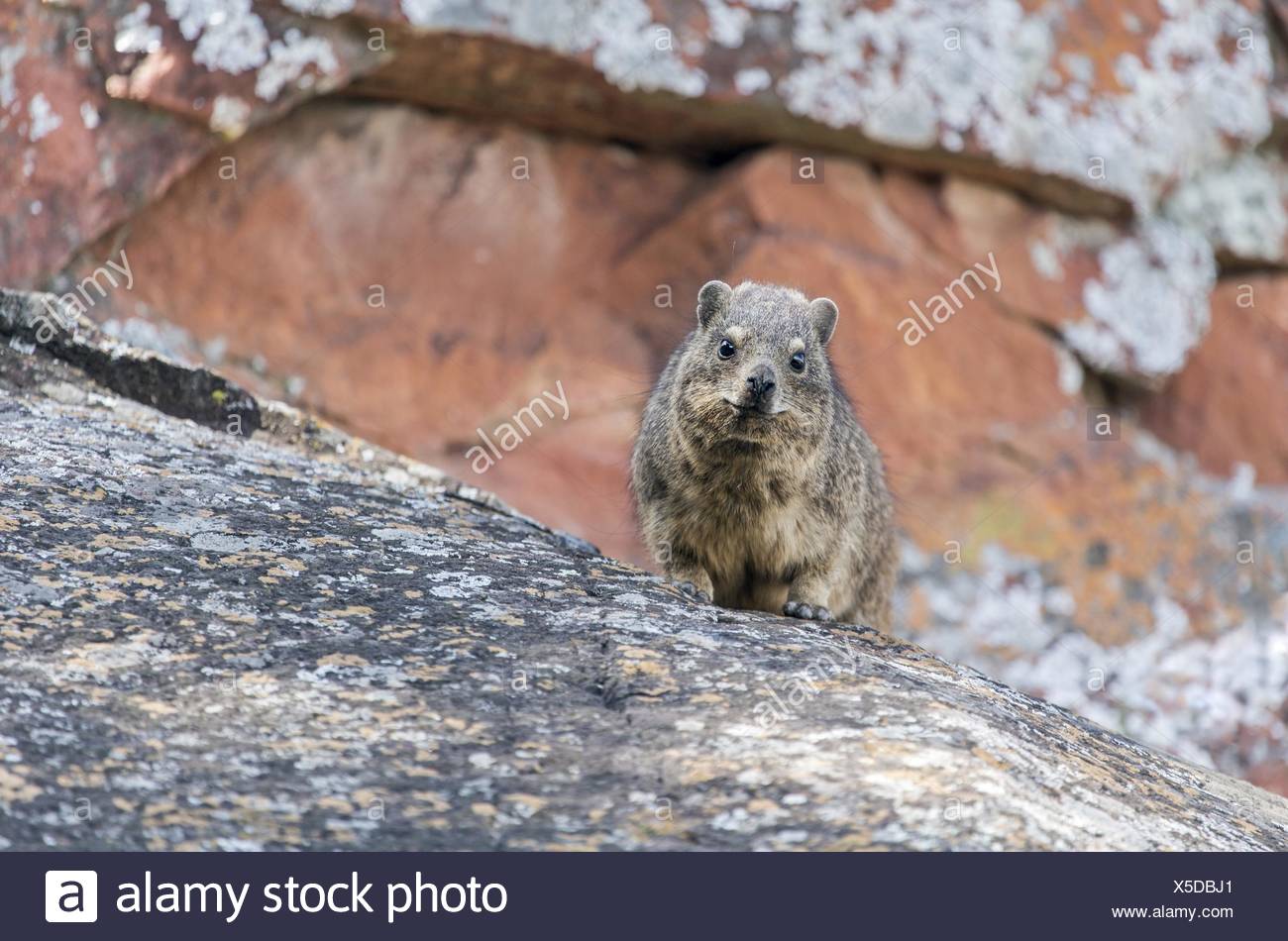 Dassies High Resolution Stock Photography and Images - Alamy