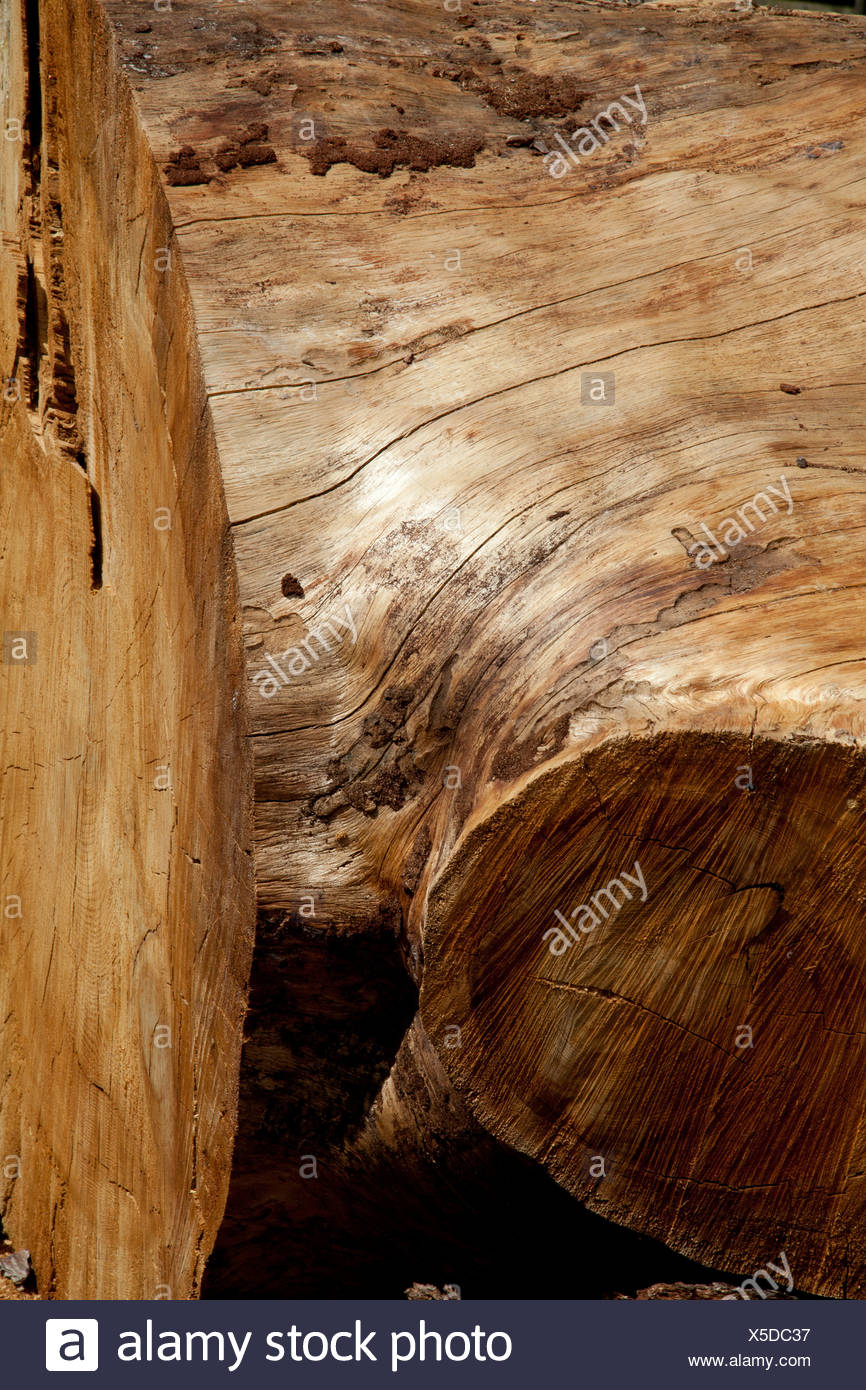 Tree Bark Stock Photos & Tree Bark Stock Images - Alamy