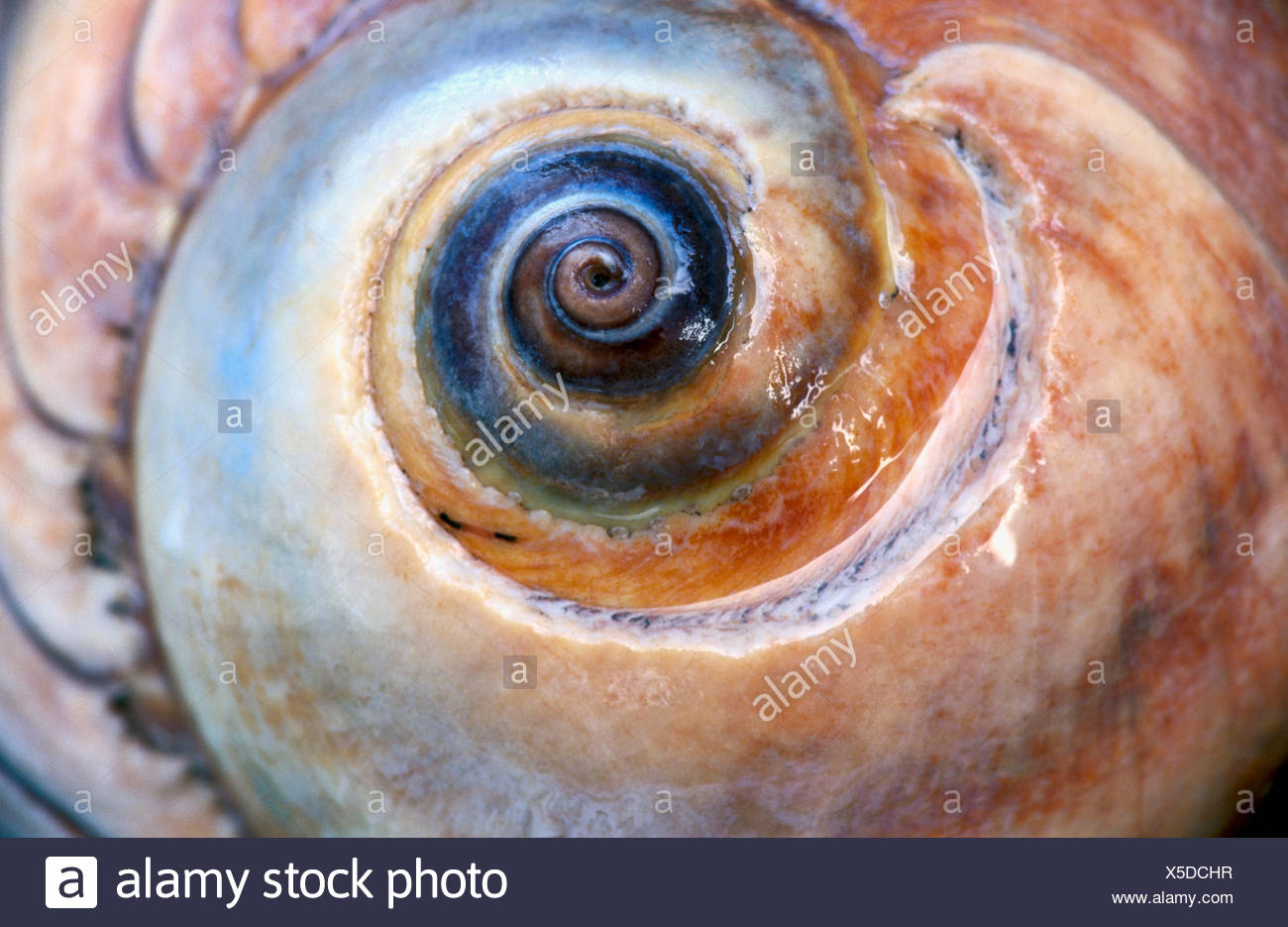 Polinices High Resolution Stock Photography and Images - Alamy