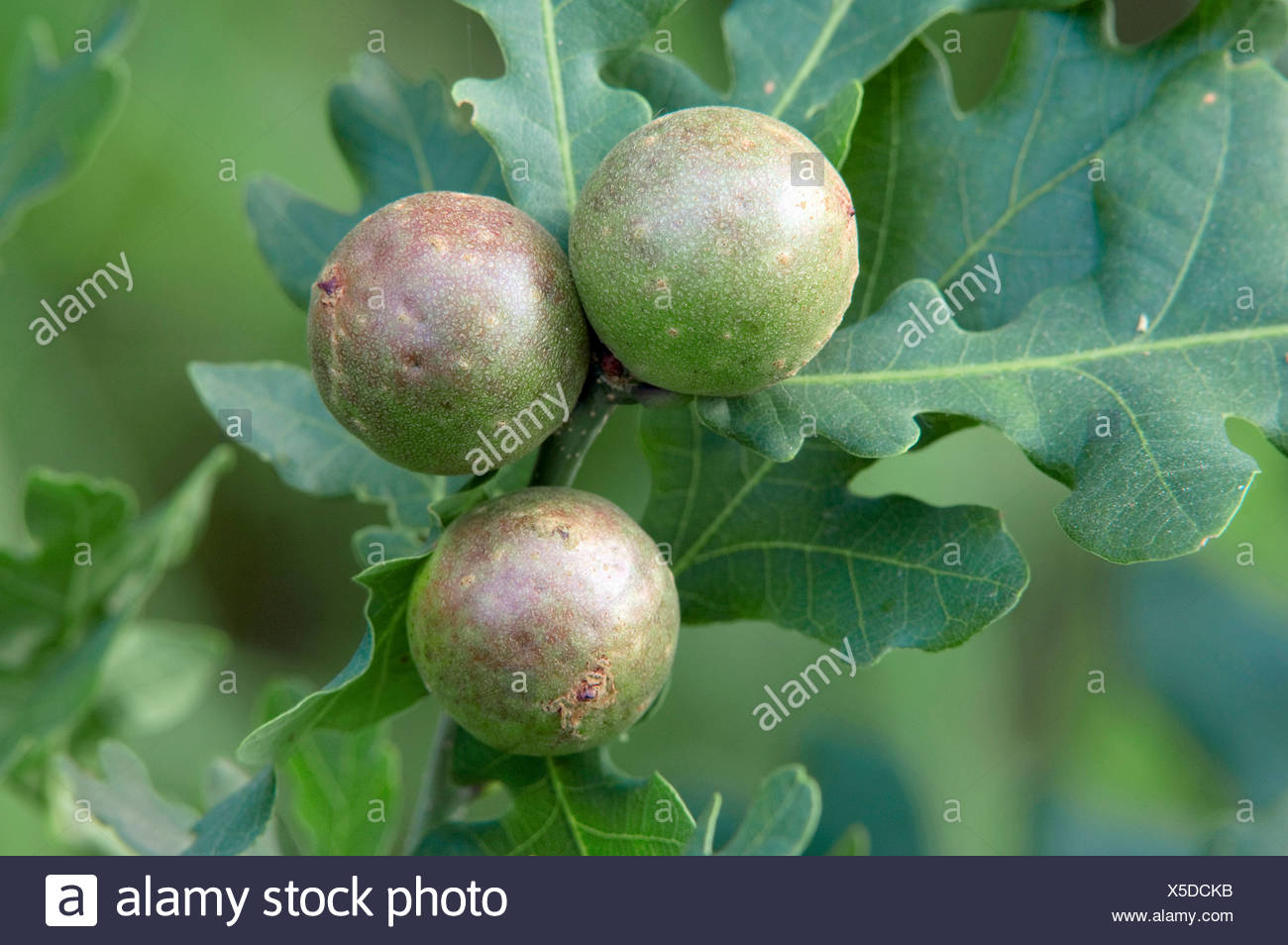 Tree Gall High Resolution Stock Photography and Images - Alamy