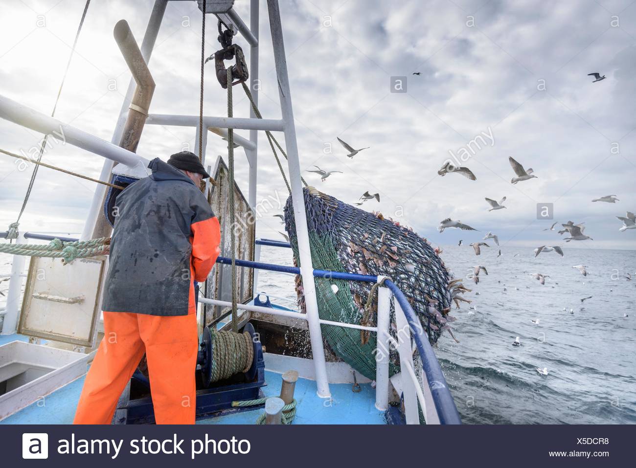 Trawler Net Full Of Fish Stock Photos & Trawler Net Full Of Fish Stock ...