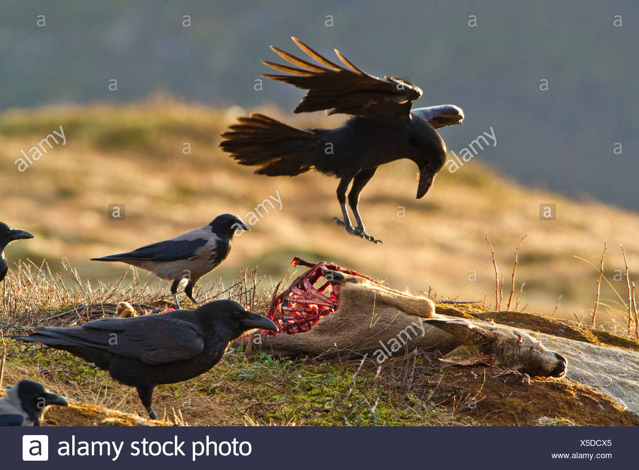 Raven Eating Carrion High Resolution Stock Photography and Images - Alamy