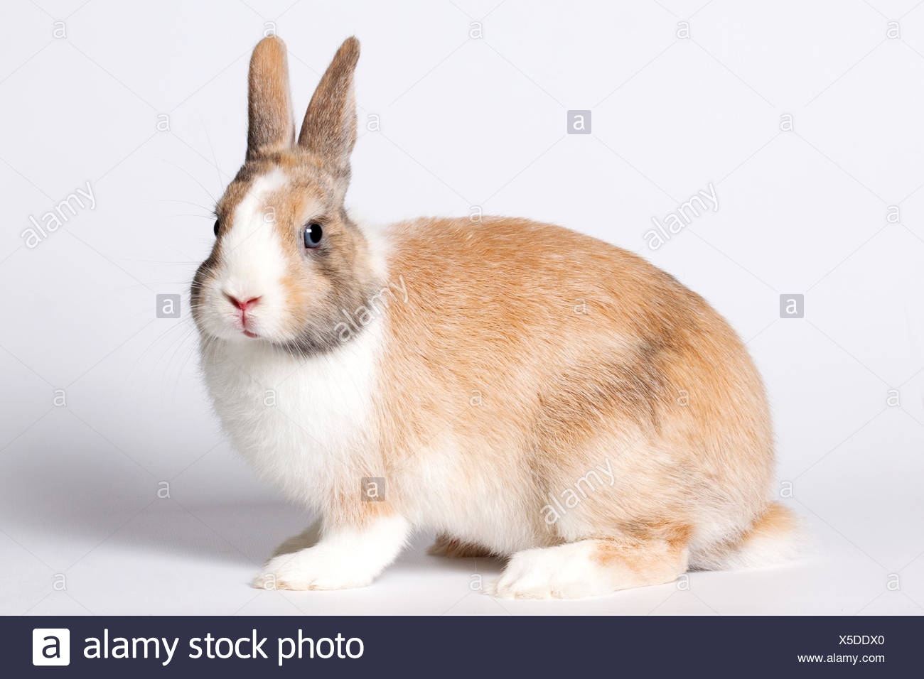 Hare Lip Stock Photos & Hare Lip Stock Images - Alamy