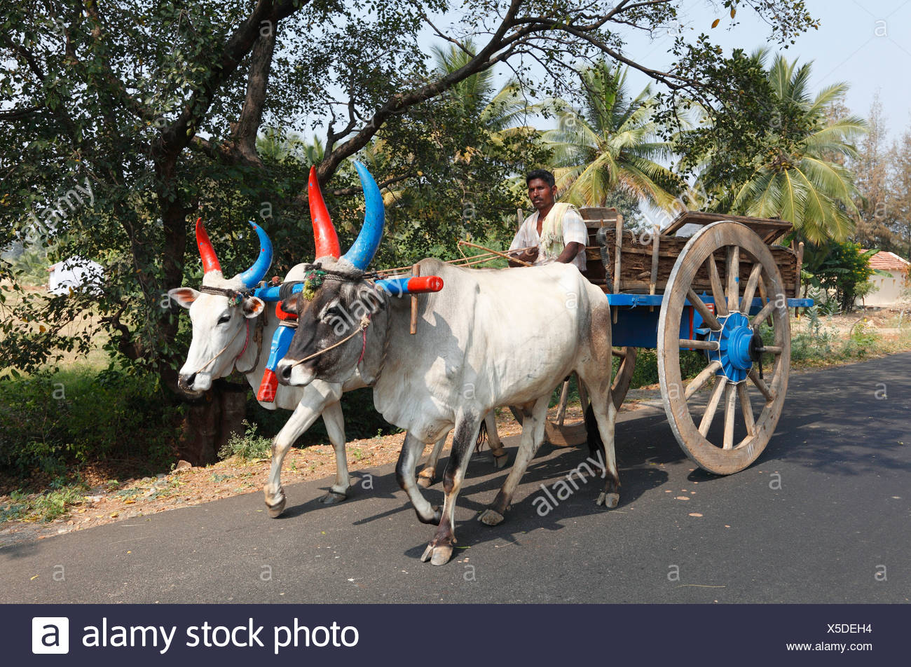 Decorated Cow And Cart Stock Photos & Decorated Cow And Cart Stock ...
