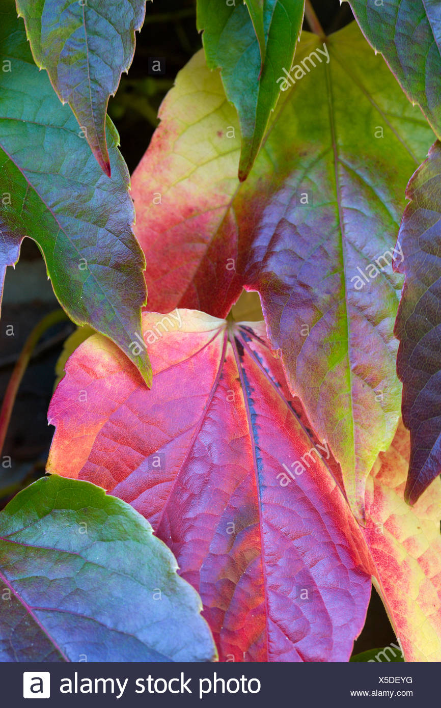 Leaves Turning Red High Resolution Stock Photography and Images - Alamy
