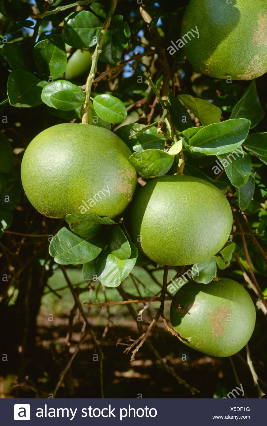 Chinese Grapefruit Stock Photos & Chinese Grapefruit Stock Images - Alamy