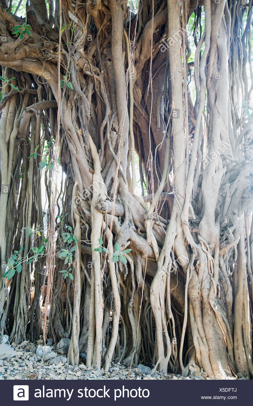 Banyan Tree Stock Photos & Banyan Tree Stock Images - Alamy
