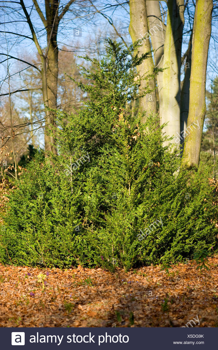 Common Boxwood Buxus Sempervirens Stock Photos & Common Boxwood Buxus ...