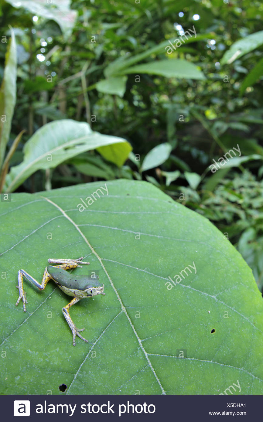 Juvenile Wood Frog High Resolution Stock Photography and Images - Alamy