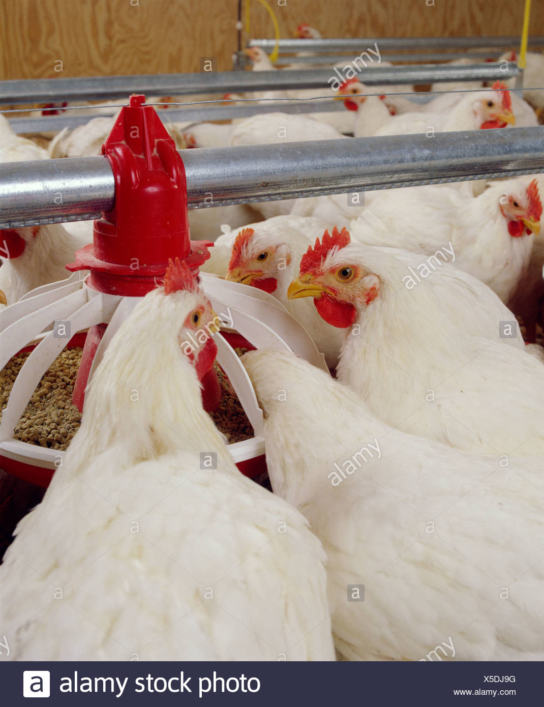Hubbard Chicken High Resolution Stock Photography and Images - Alamy