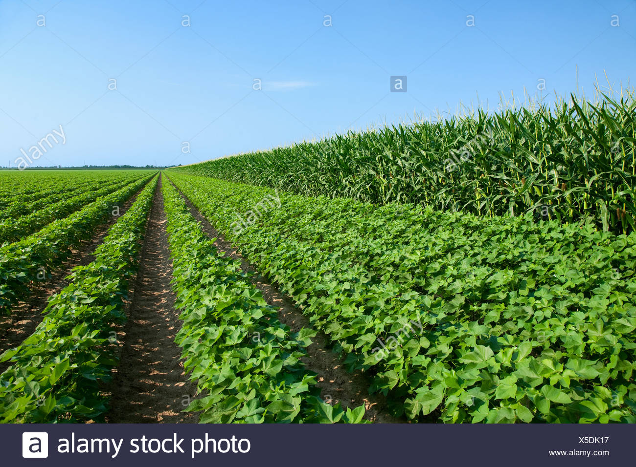 Crop Rotation High Resolution Stock Photography and Images - Alamy