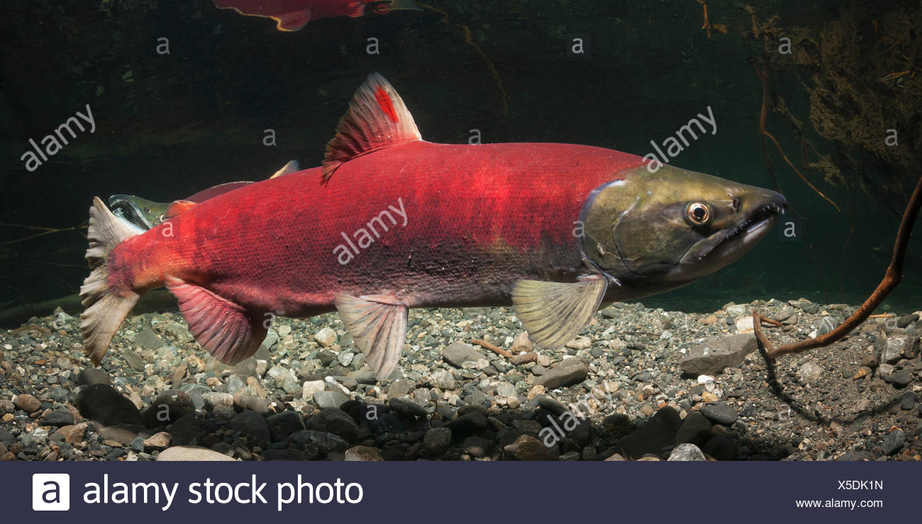 Full Dorsal View High Resolution Stock Photography and Images - Alamy
