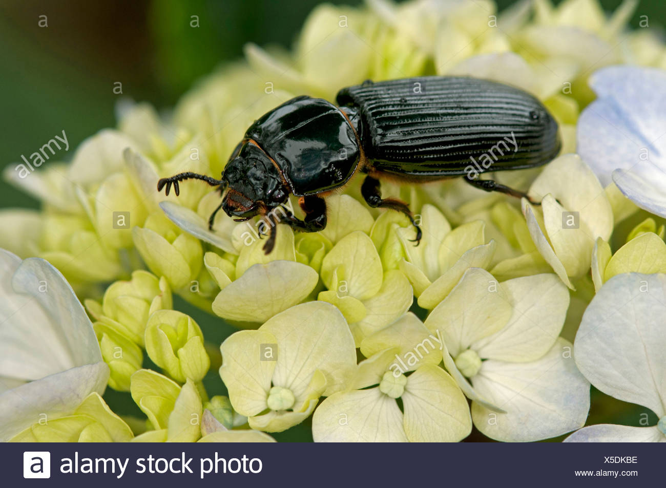 Passalidae High Resolution Stock Photography and Images - Alamy