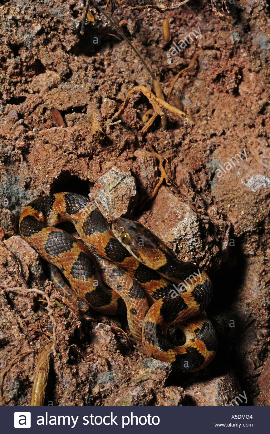 Savanes High Resolution Stock Photography and Images - Alamy