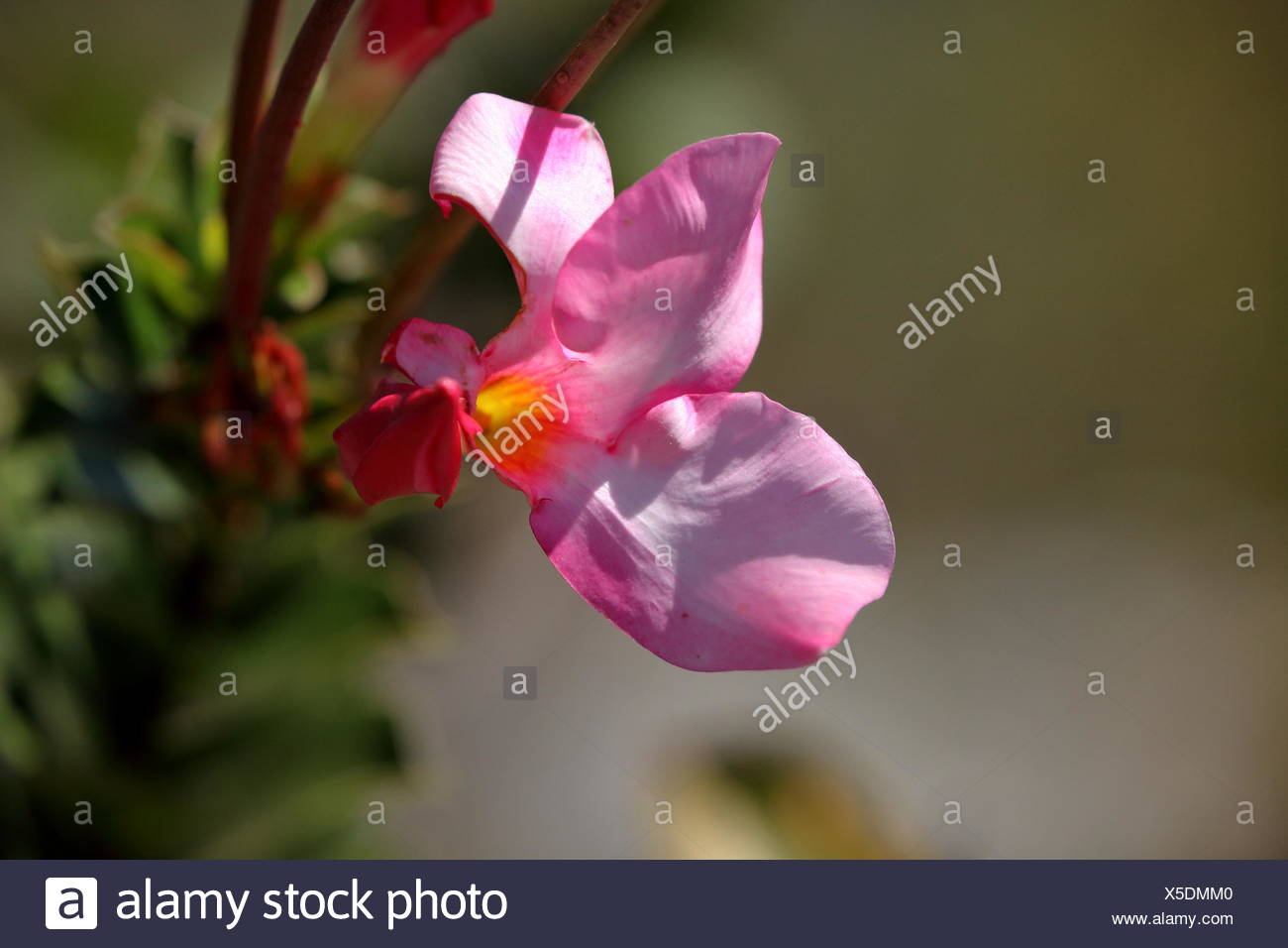 Caatinga Brazil Stock Photos & Caatinga Brazil Stock Images - Alamy