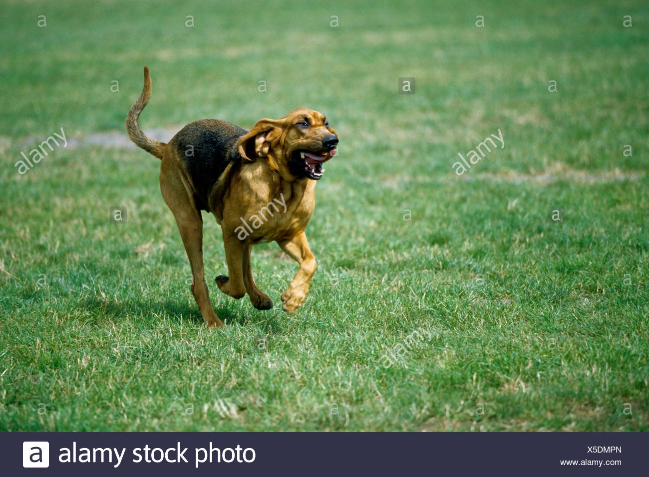The Bloodhound High Resolution Stock Photography and Images - Alamy