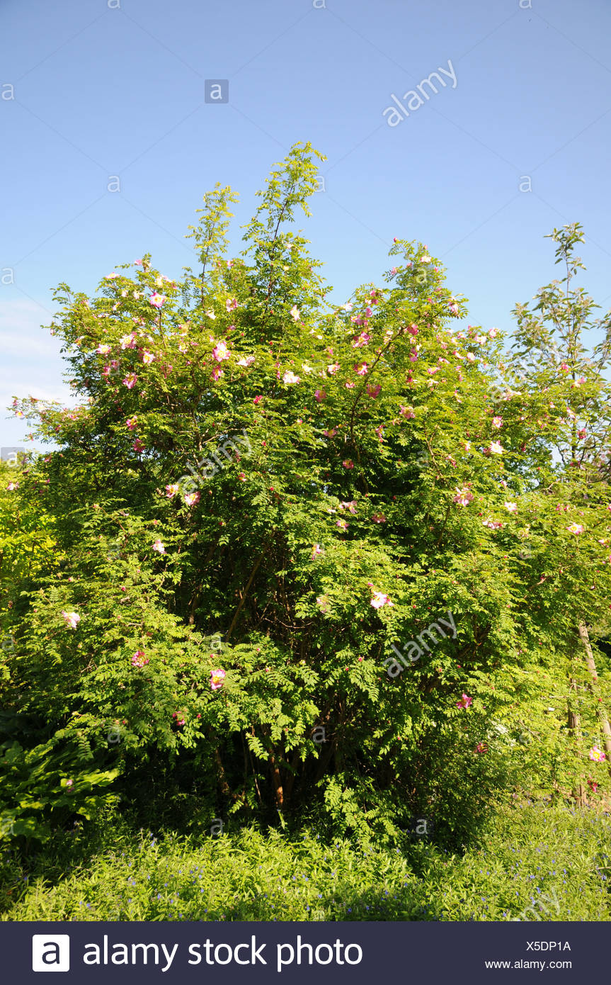 Chestnut Rose High Resolution Stock Photography and Images - Alamy