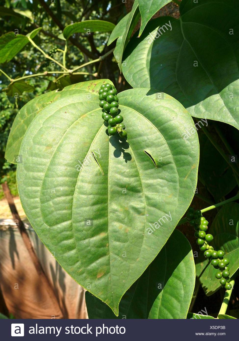 Indian Pepper Plant High Resolution Stock Photography and Images - Alamy