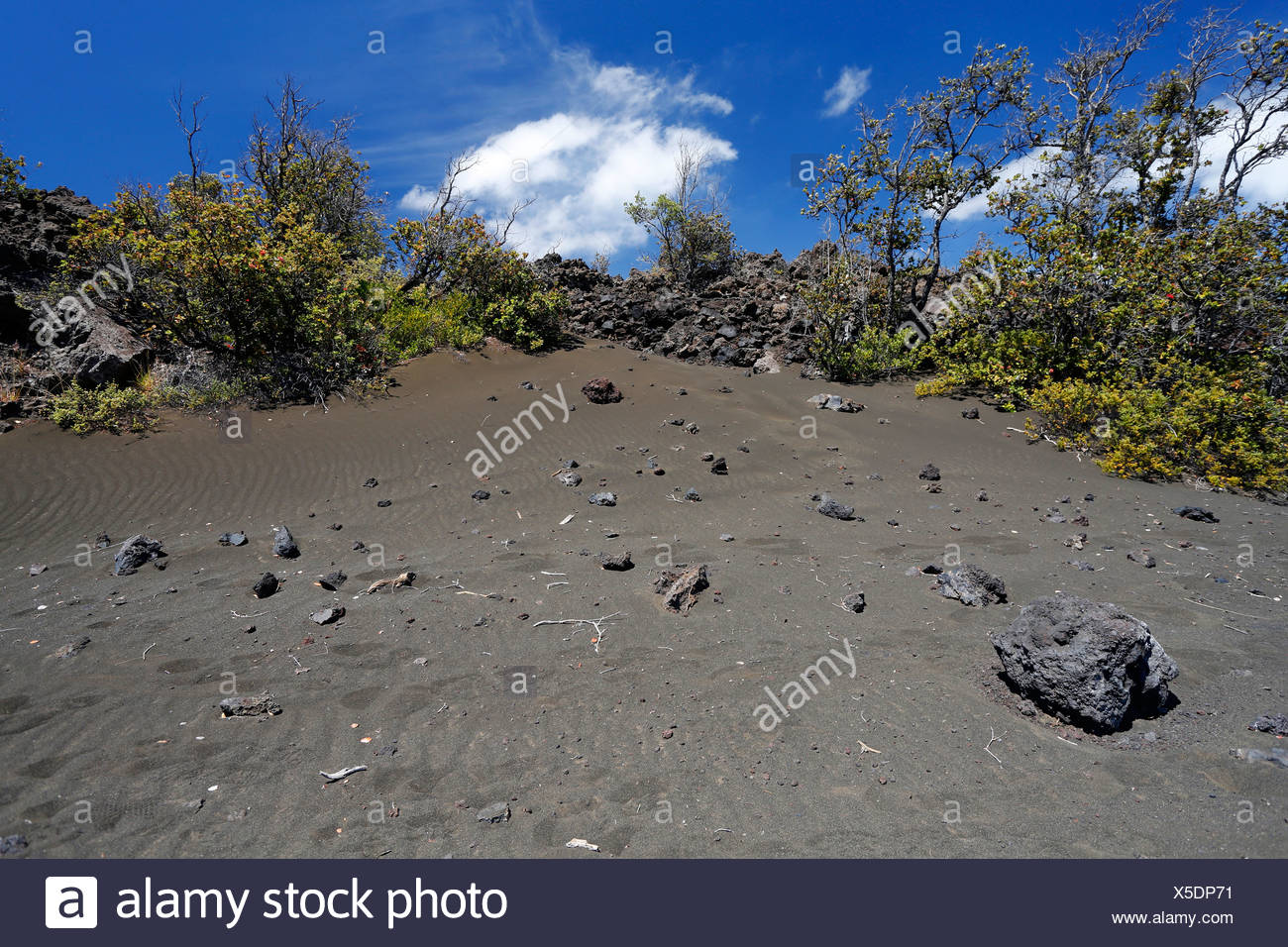 Plant Volcanic Hawaii High Resolution Stock Photography and Images - Alamy