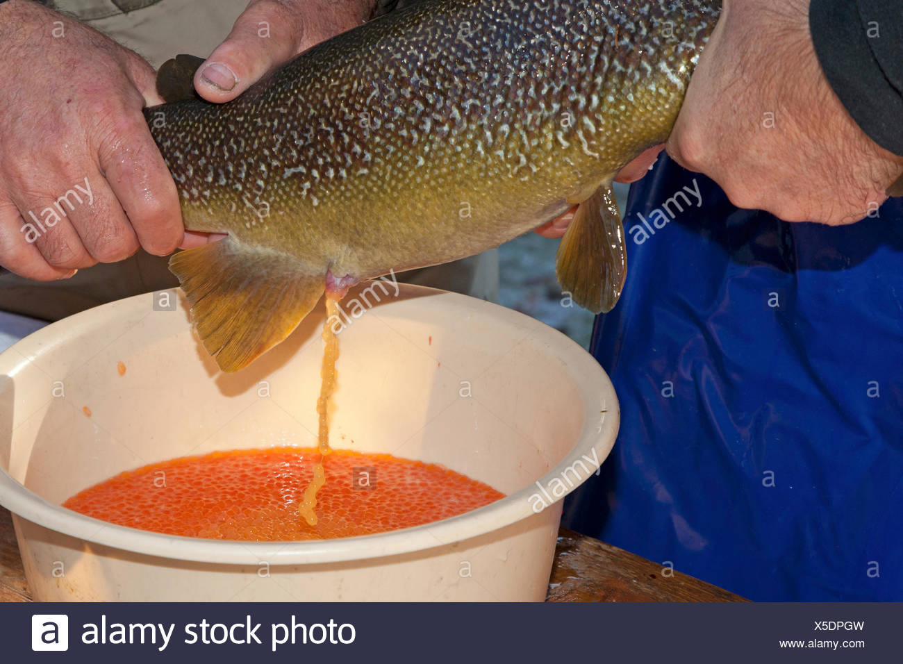 Artificial Fish Farming High Resolution Stock Photography and Images ...