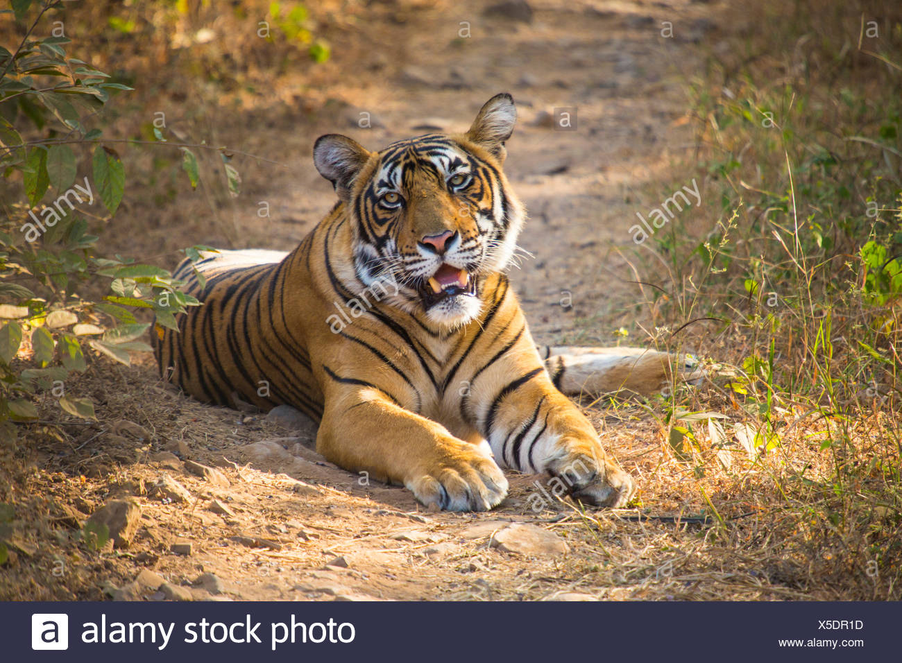 Ranthambore Tiger Stock Photos & Ranthambore Tiger Stock Images - Alamy