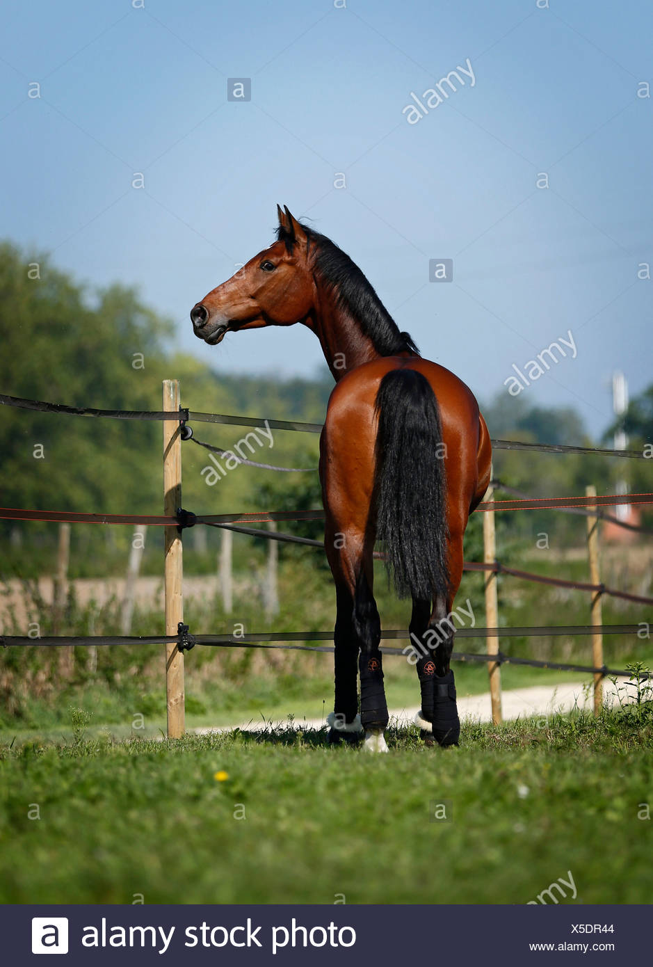 Holsteiner High Resolution Stock Photography and Images - Alamy