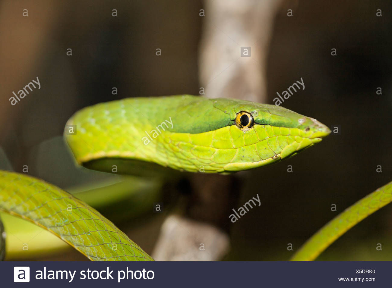 Vine Snake Stock Photos & Vine Snake Stock Images - Alamy