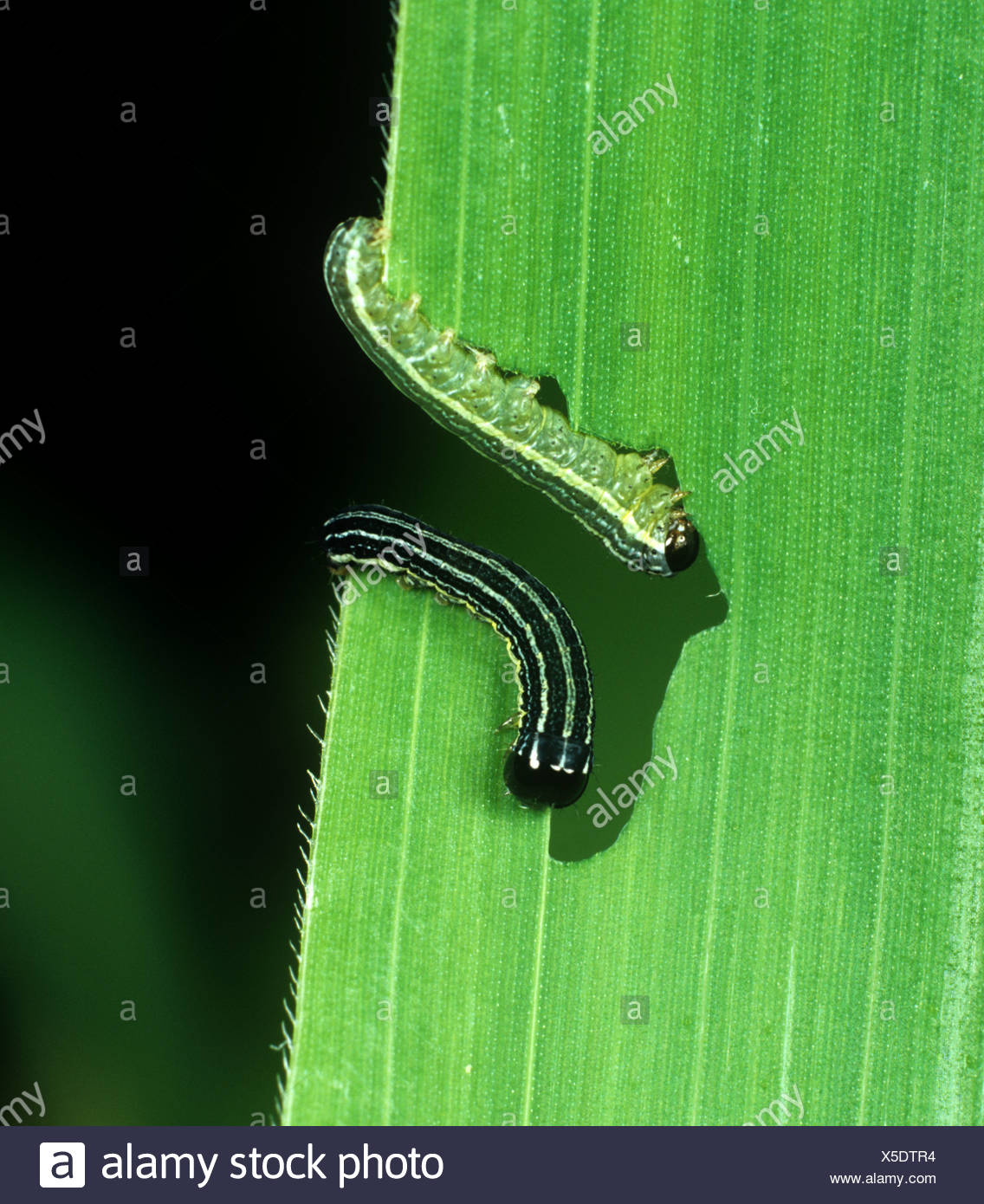 Armyworm Stock Photos & Armyworm Stock Images - Alamy