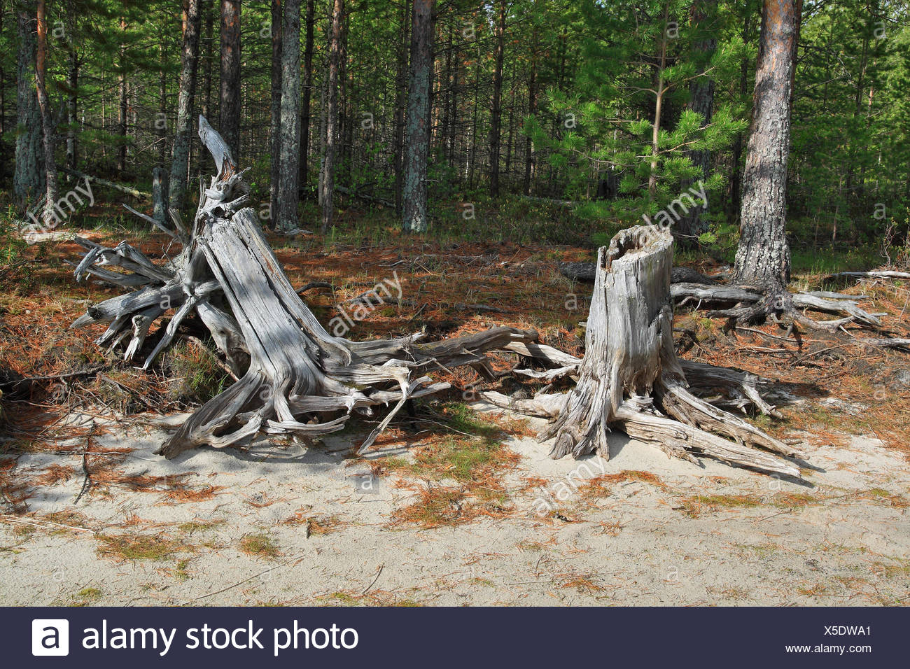 Old Stumps High Resolution Stock Photography and Images - Alamy