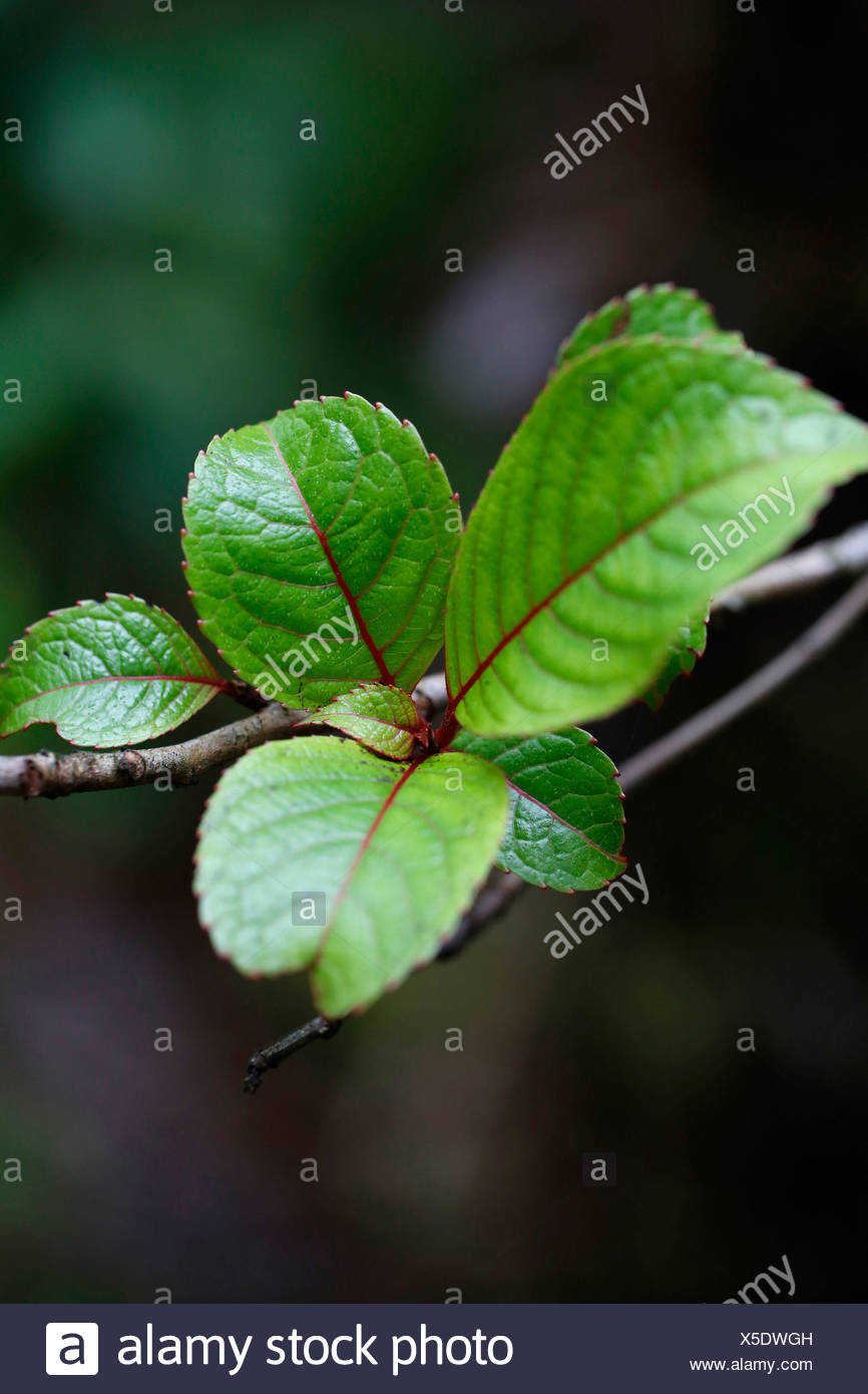 The Hawaiians High Resolution Stock Photography and Images - Alamy